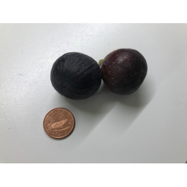 “Calimyrna” Figs - 5 strong Fig Tree cuttings!