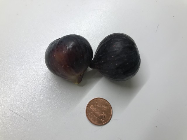 Fig cuttings