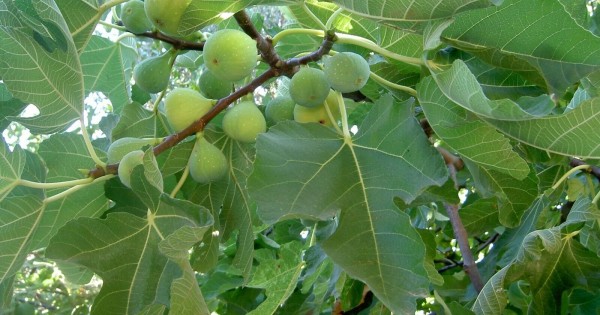 “Calimyrna” Figs - 5 strong Fig Tree cuttings!