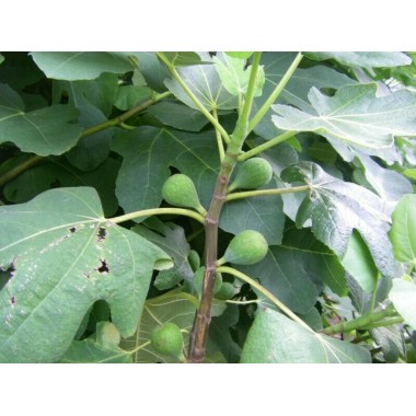 ‘Figo Preto’ - “Black Madeira” - 5 strong Fig Tree cuttings!