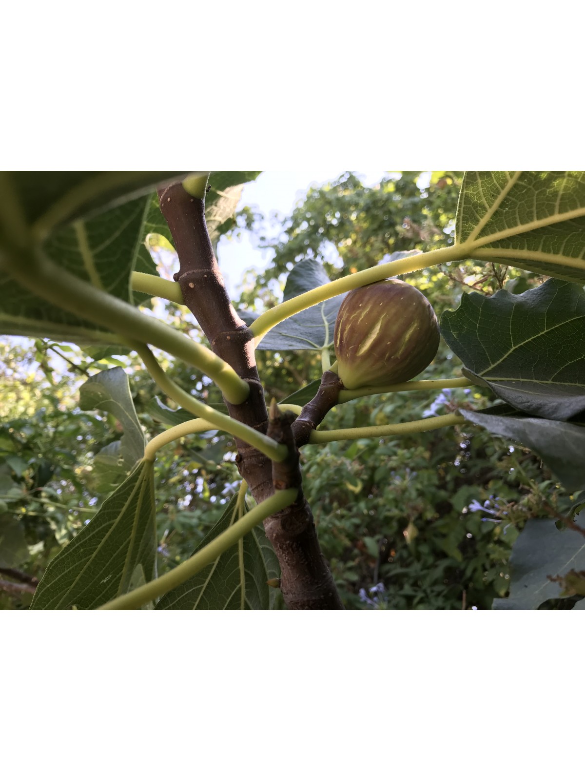 “Corfu” Figs – Rare super sweet - 5 strong Fig Tree cuttings!