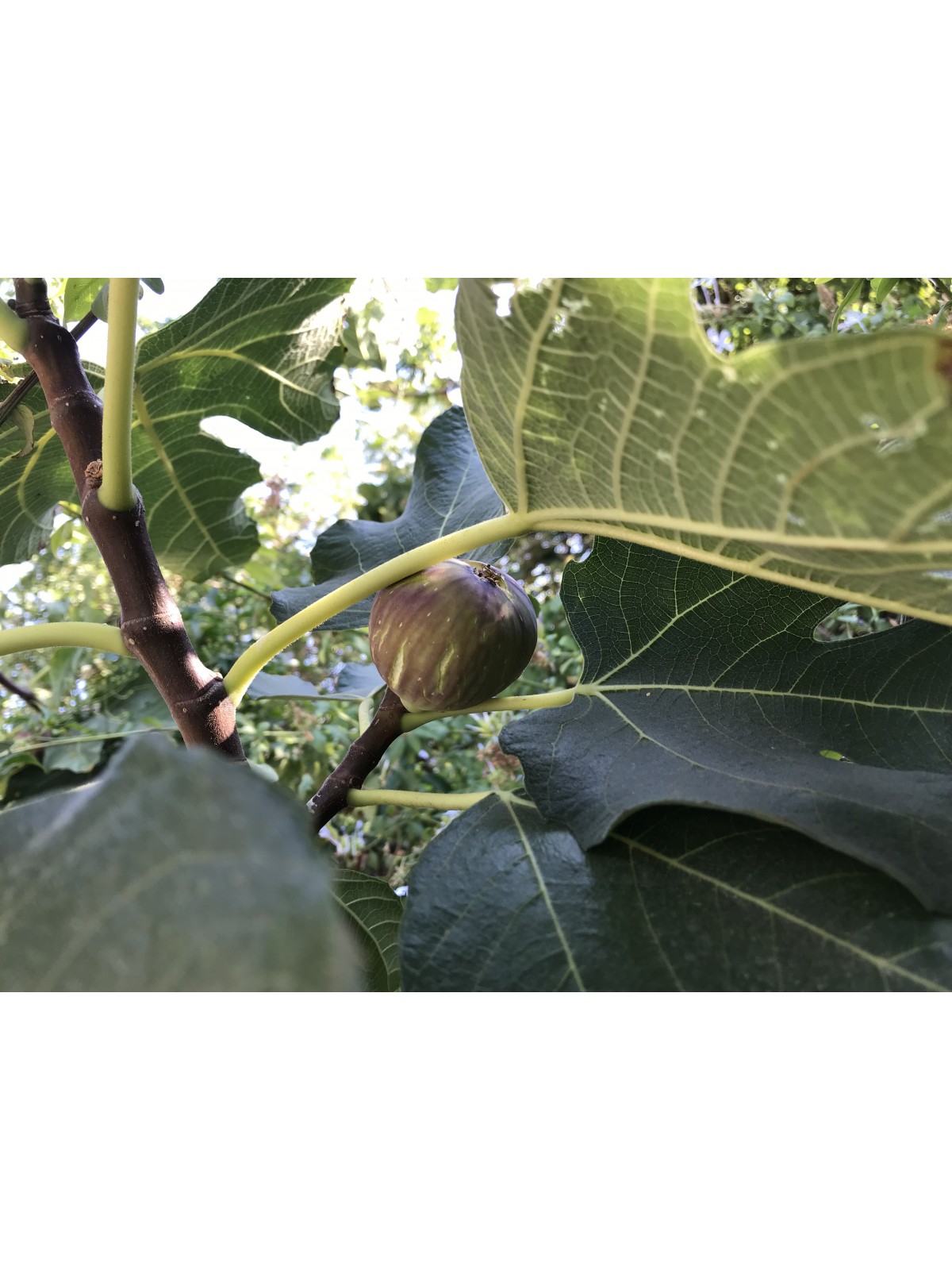 “Corfu” Figs – Rare super sweet - 5 strong Fig Tree cuttings!