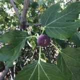 ‘Figo Preto’ - “Black Madeira” - 5 strong Fig Tree cuttings!