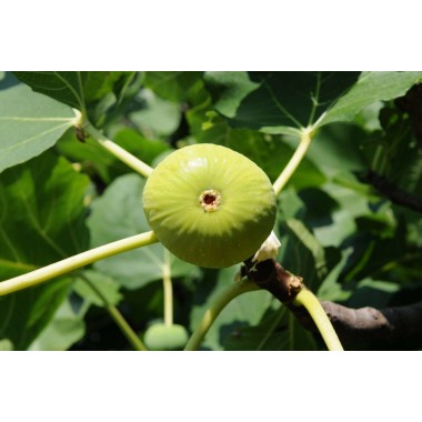 Bursa Black fig - 5 robust cuttings!